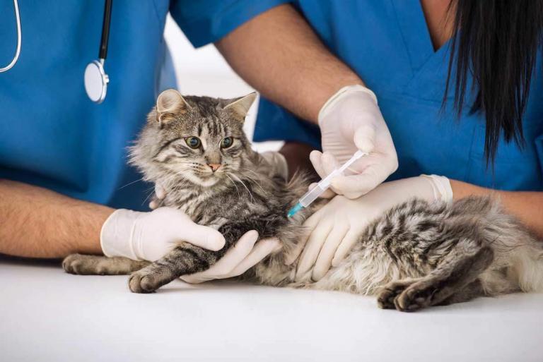 Preventative Care | Guilford College Animal Hospital