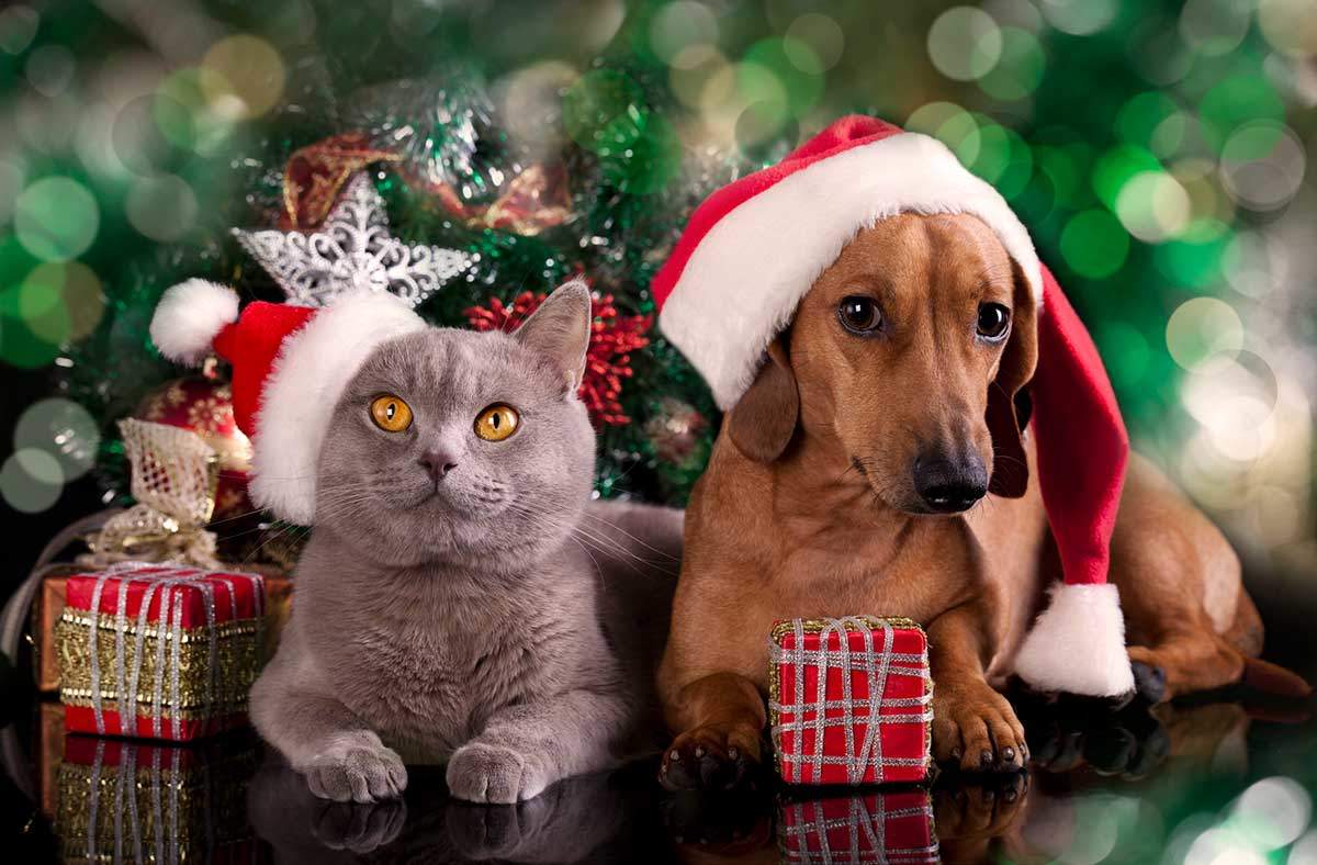 Holiday Pet Tips | Guilford College Animal Hospital