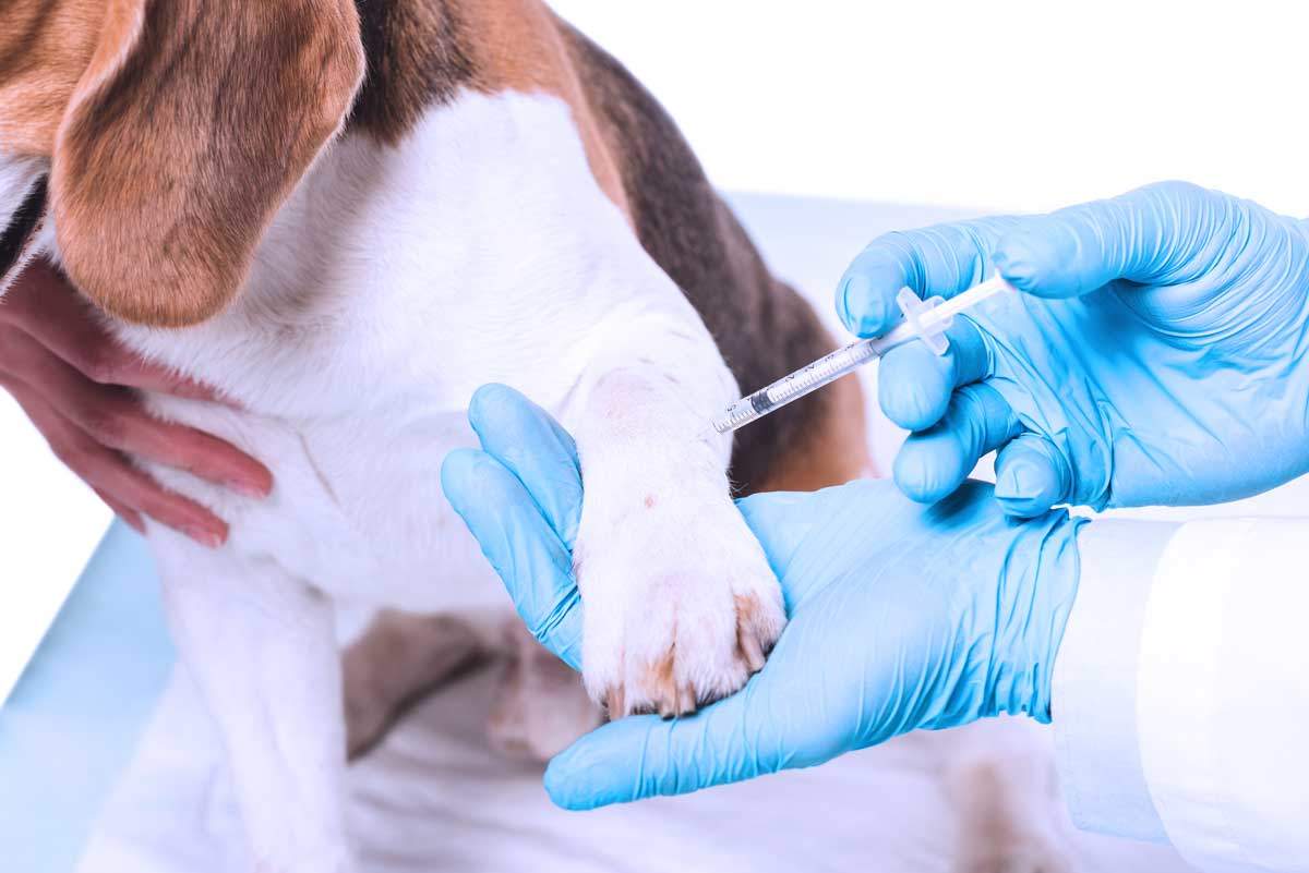 Everything You Need to Know About Pet Vaccinations | GCAH